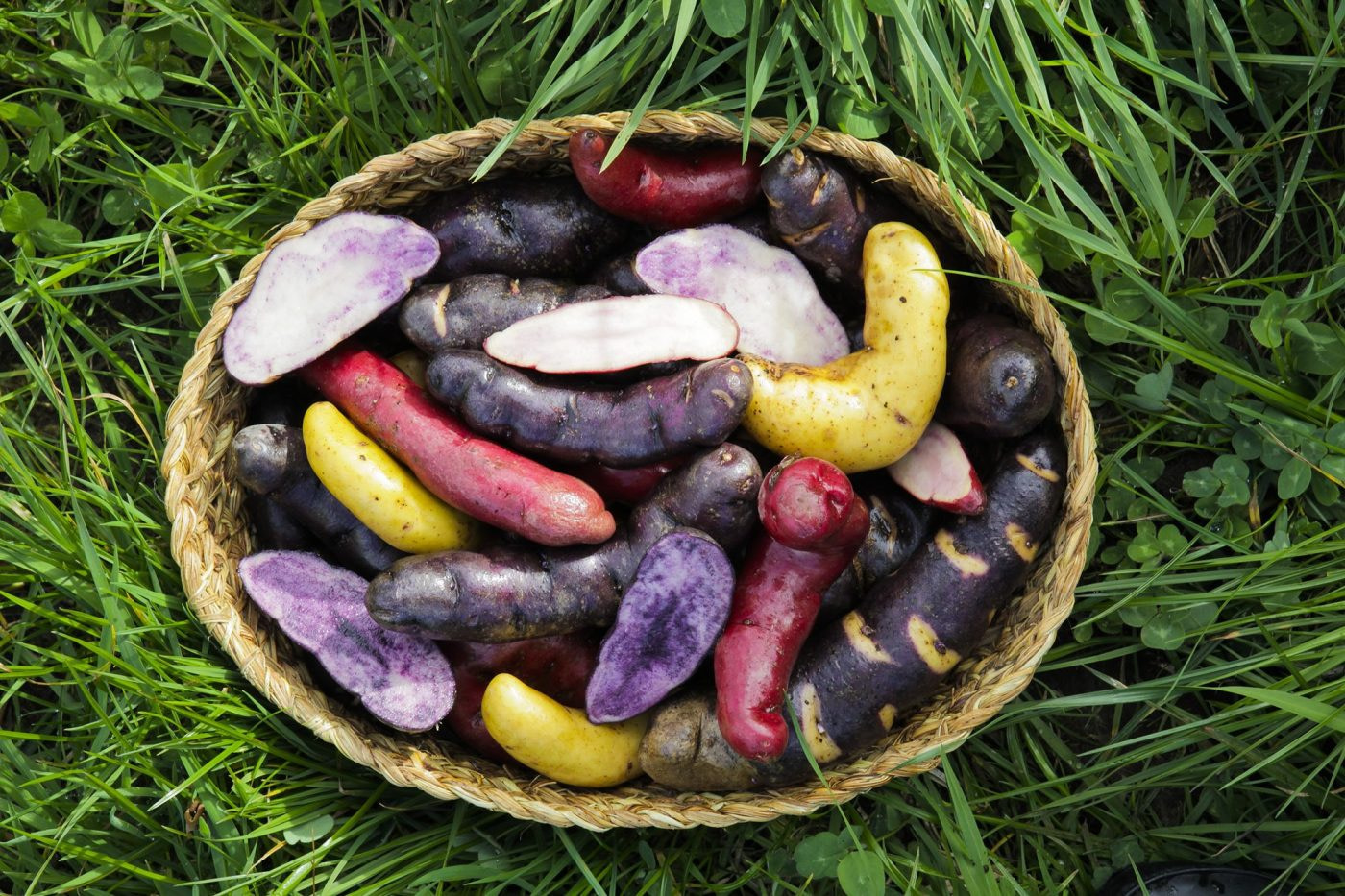 La papa chilota: un tesoro culinario de Chiloé - Latitudes Australes ...